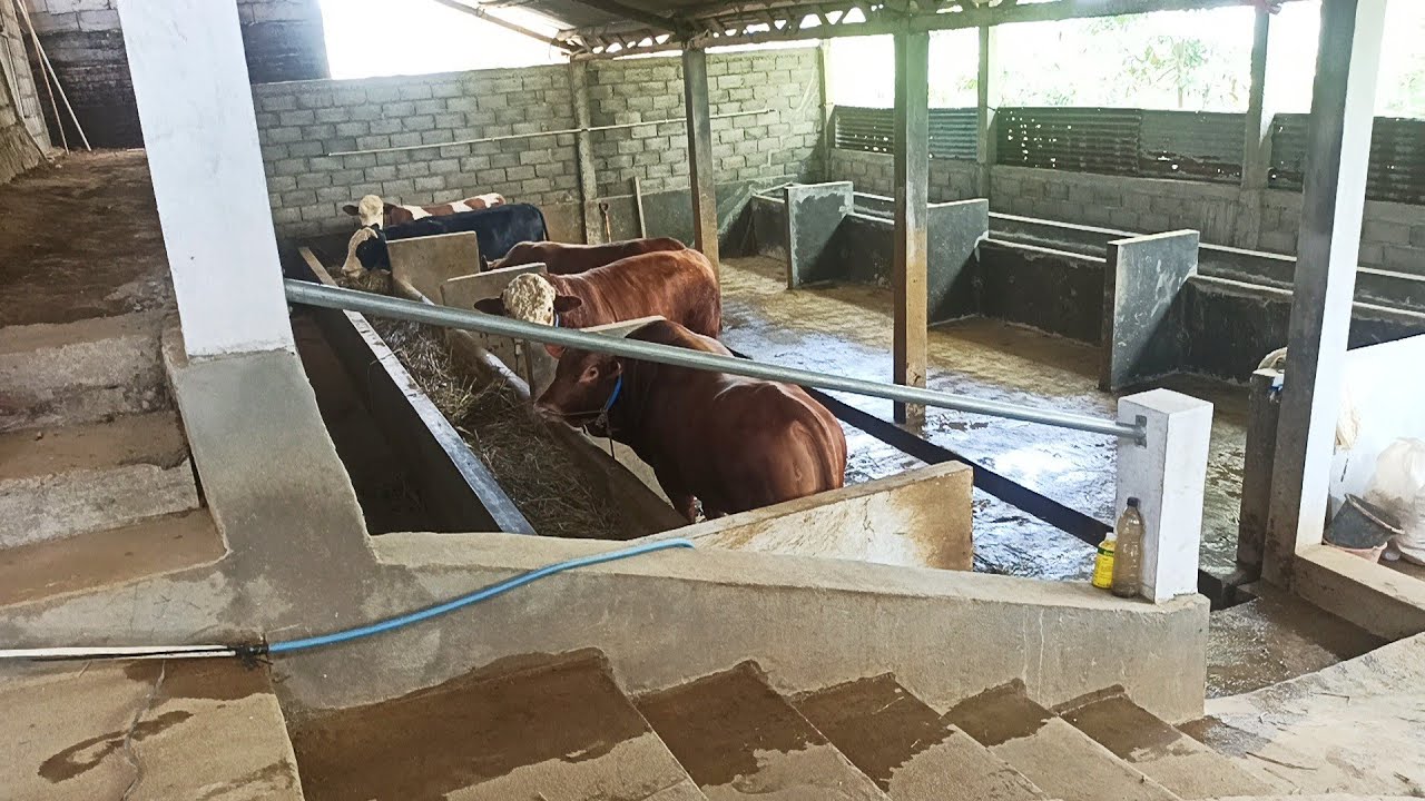 DESAIN KANDANG SAPI BAWAH RUMAH | TEKSTUR TANAH TERASERING - YouTube