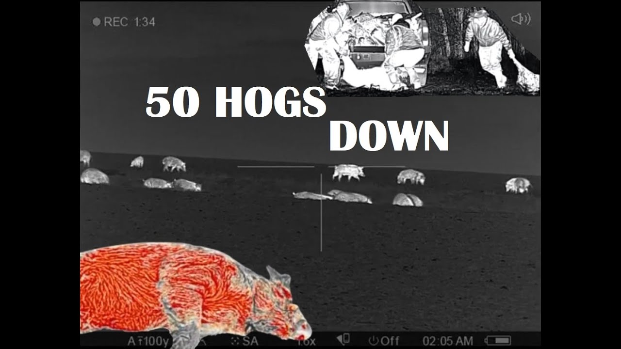 50 Hogs Down - YouTube