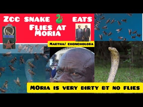 ZCC SNAKE EATS FLIES IN MORIA - YouTube