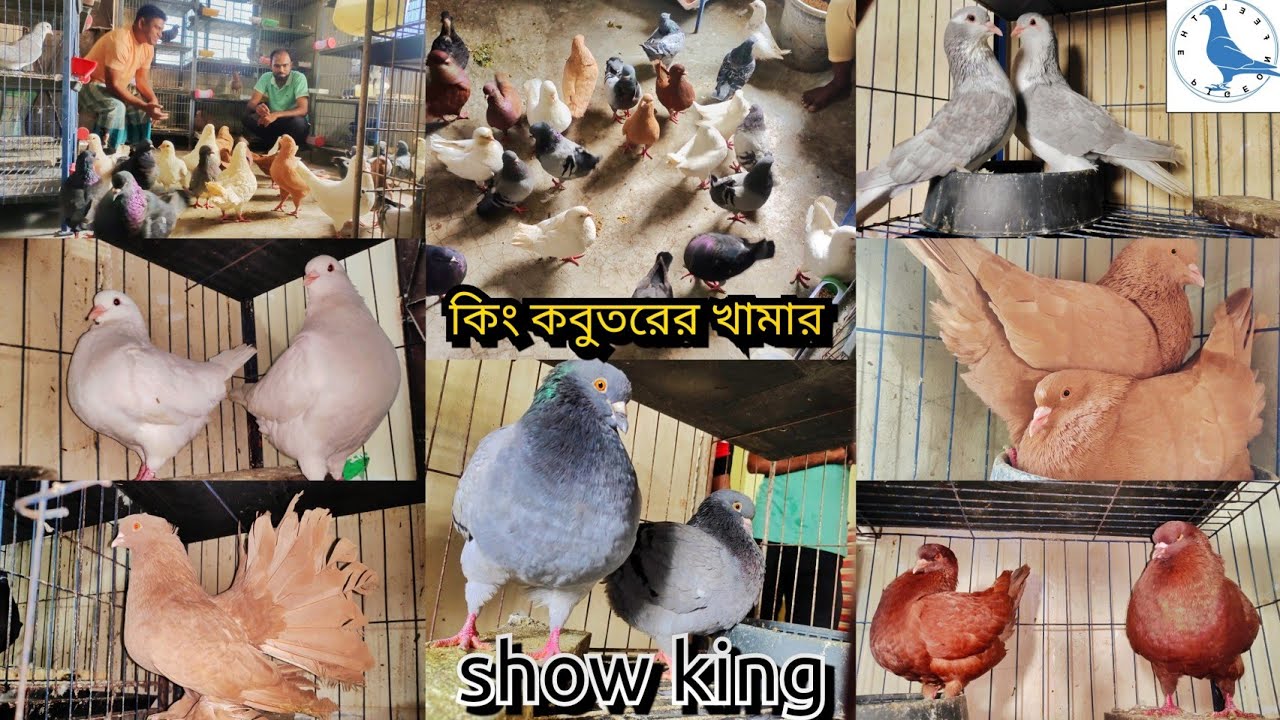 কিং কবুতরের খামার - king kobutor khamar || feel the pigeon || # ...