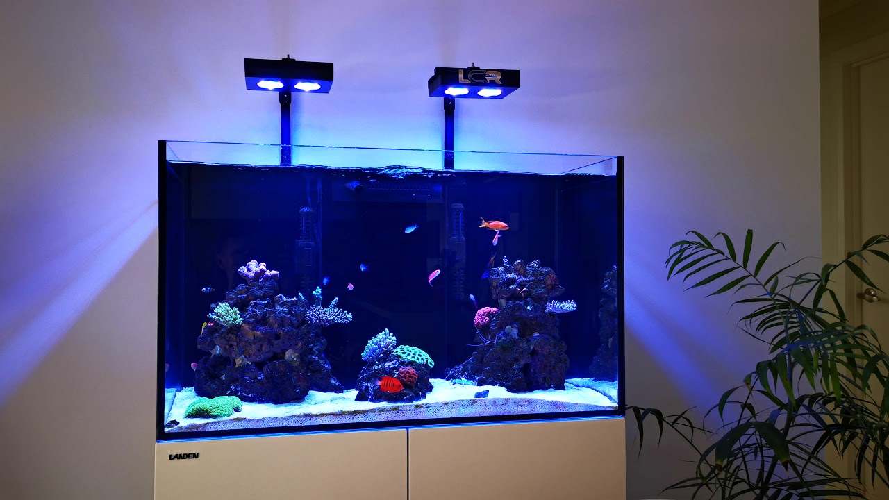 Landen 3ft Marine Reef Tank - YouTube
