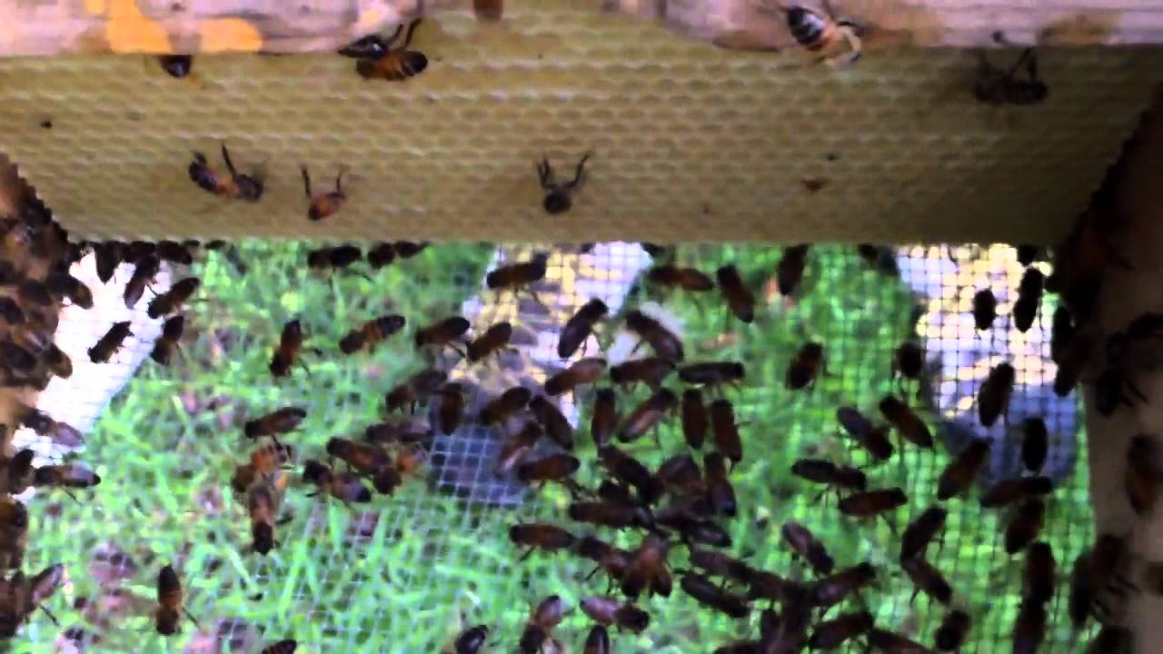 Tiny Honey Bee Swarm - YouTube