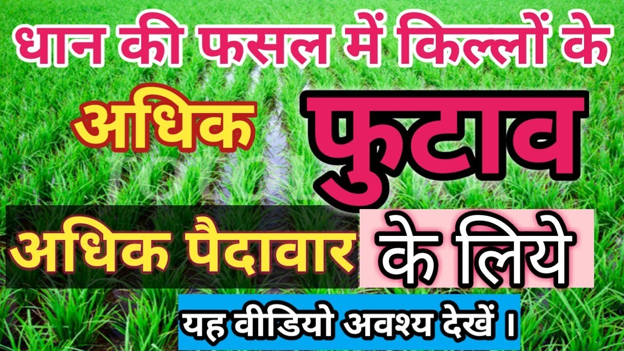 धान में अधिक टिलरिंग कैसे बढ़ाये|paddy tillring|Dhaan me footab ki dawa ...