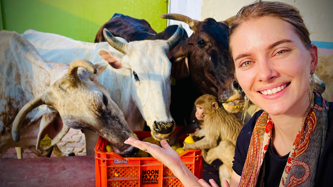 Ekadasi in Vrindavan! Cows ate 50 kg of MANGO!!! - YouTube