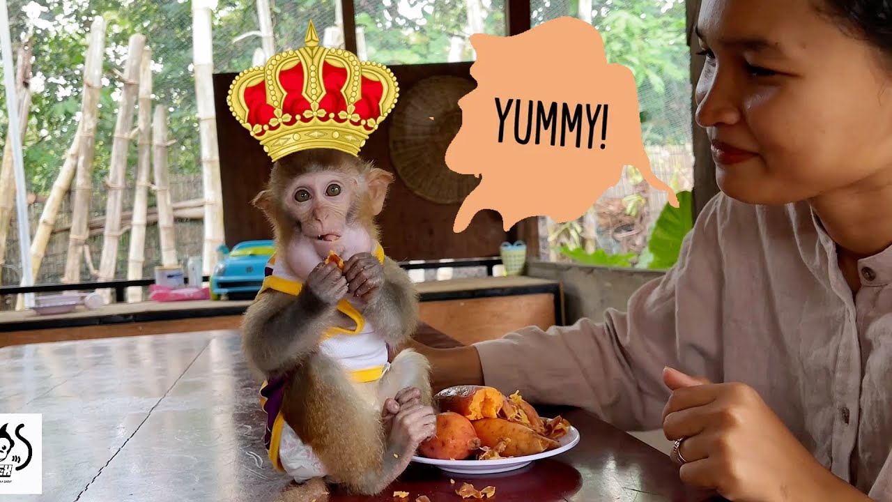 Wow Little baby Monkey Alex Makes Mom Laugh & inlove with Him ...