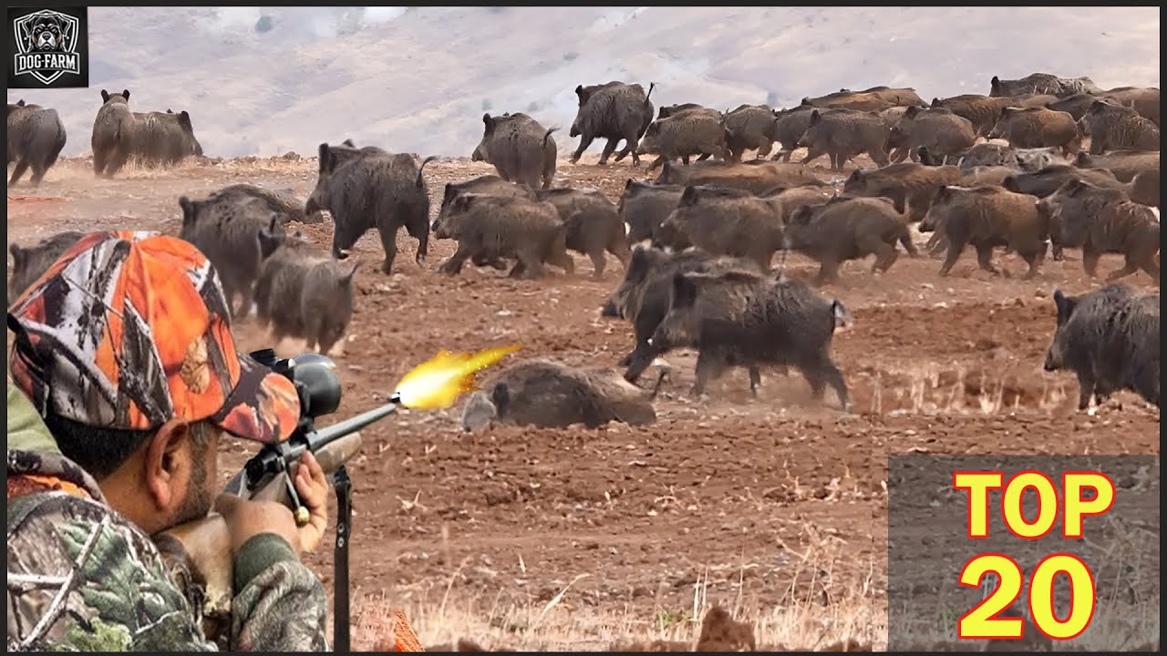 AMERICAN SNIPER TOP 20 SHOTS! AMAZING SCENES FROM WILD BOAR HUNTING ...