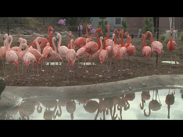Greater Flamingo In Cage There Is A Woman Standing In A Cage With A