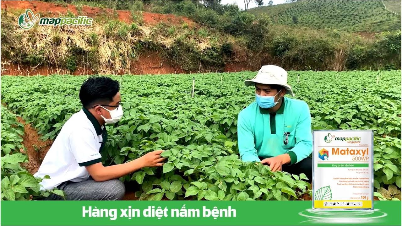 Mataxyl 500WP – Hàng xịn diệt nấm bệnh – Đặc trị sương mai trên vườn ...