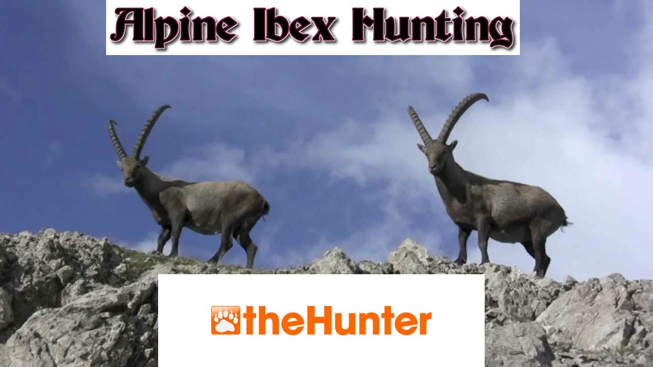 TheHunter - Alpine Ibex Hunting (240.867 and 254.635 Included) - YouTube