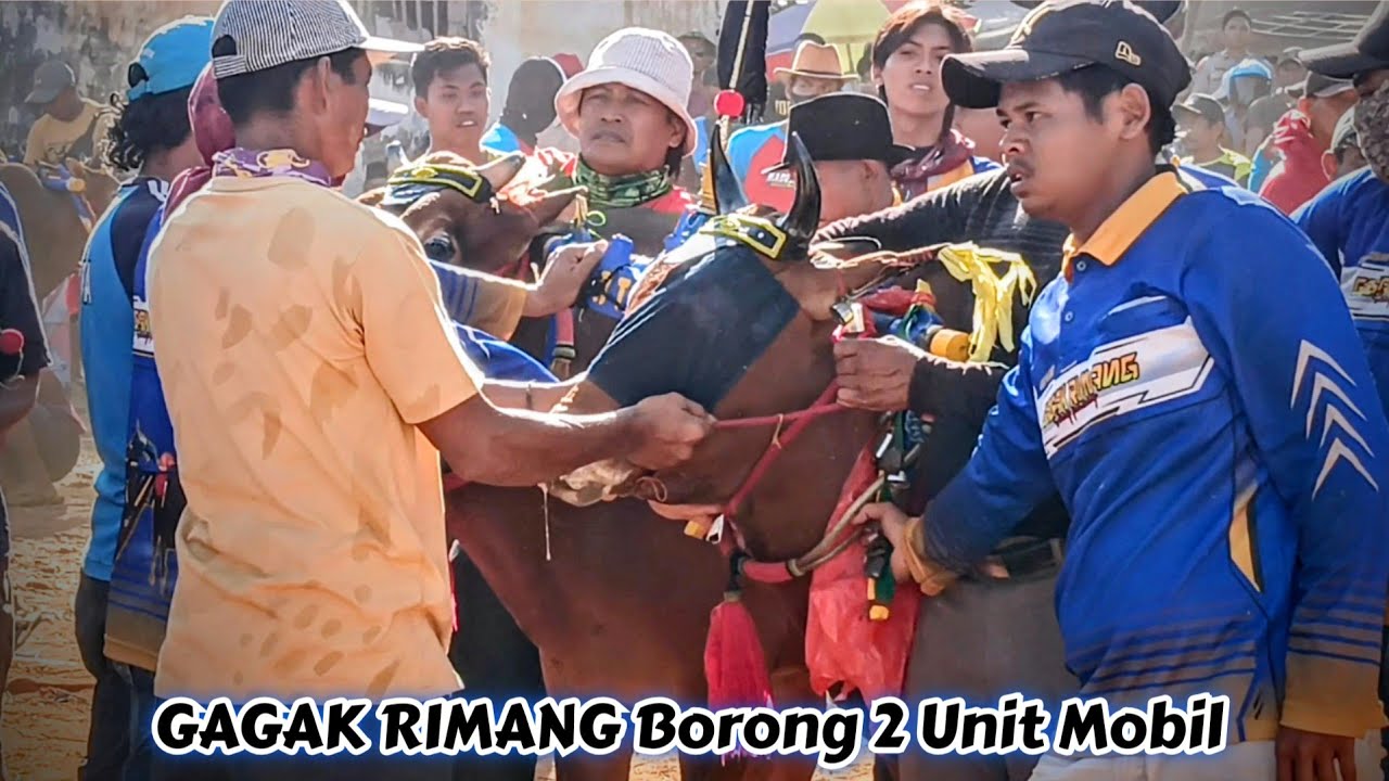 Gagak Rimang Tembus Juara 1 Atas Dan 1 Bawah Kerapan Sapi Pakar Sakera ...