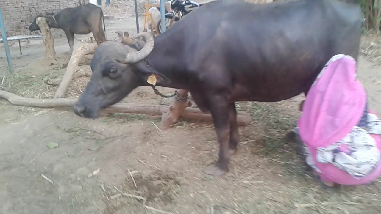 How to give milk and girl buffalo milk work - YouTube