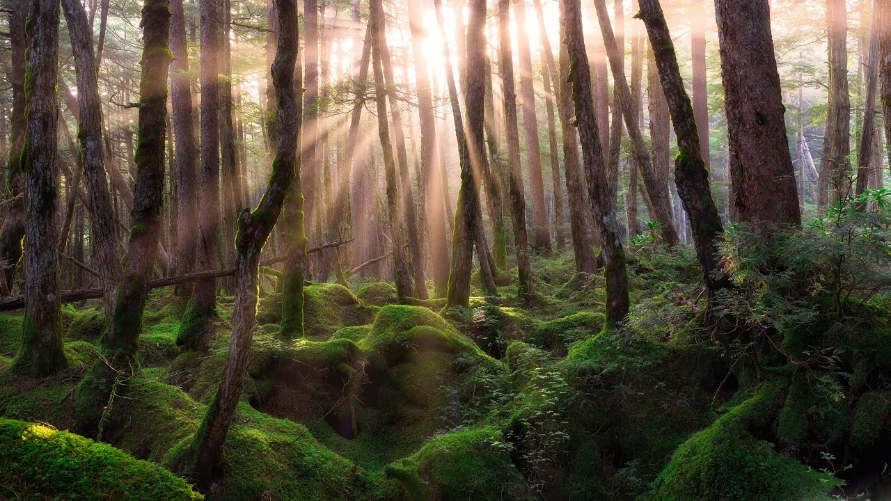 Beautiful Classical Music to Relax, Sleep, Meditate or Focus While ...