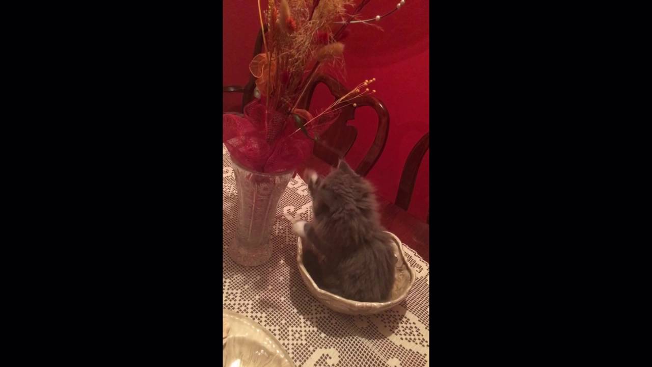 Persijska maca Pufi/ Persian cat - YouTube