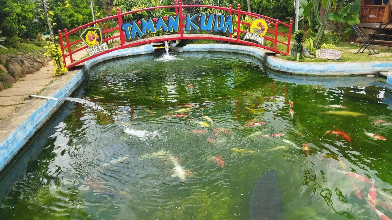 IKAN ARAPAIMA DAN KOI HIDUP RUKUN BERSAMA - YouTube
