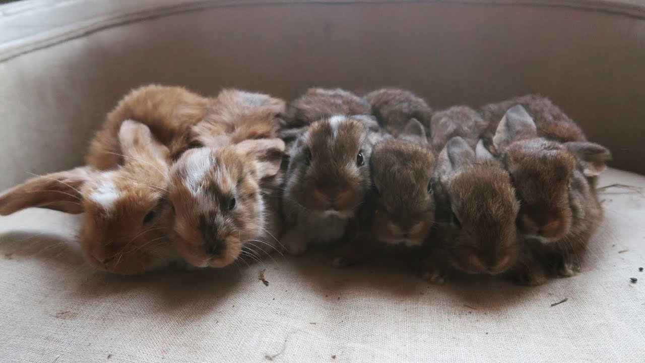 Evolution des lapereaux de 0 à 1 mois - YouTube