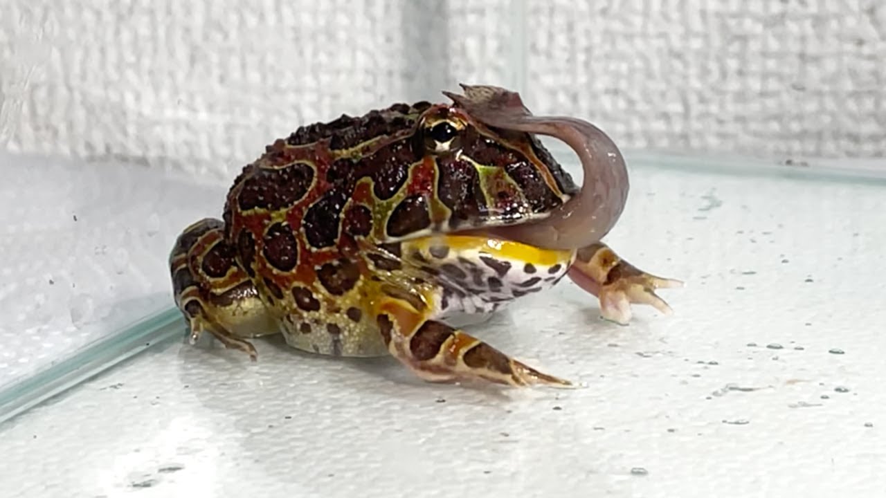 Cute child swallowing loach / Pacman frog , African bullfrog【LIVE ...