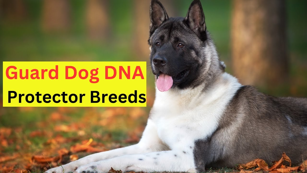 Bred To Be A Guard Dog | The Gorgeous Akita - YouTube