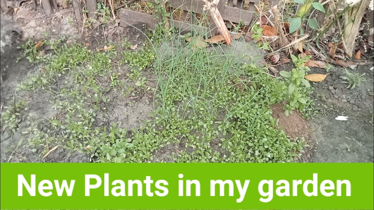 Finally new plants has grown || useless garden become a usefull garden ...