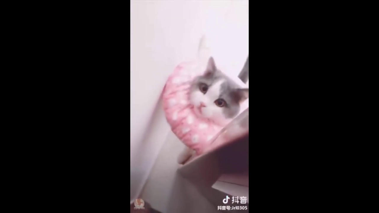 CATs are CUTEEEEE ! - YouTube