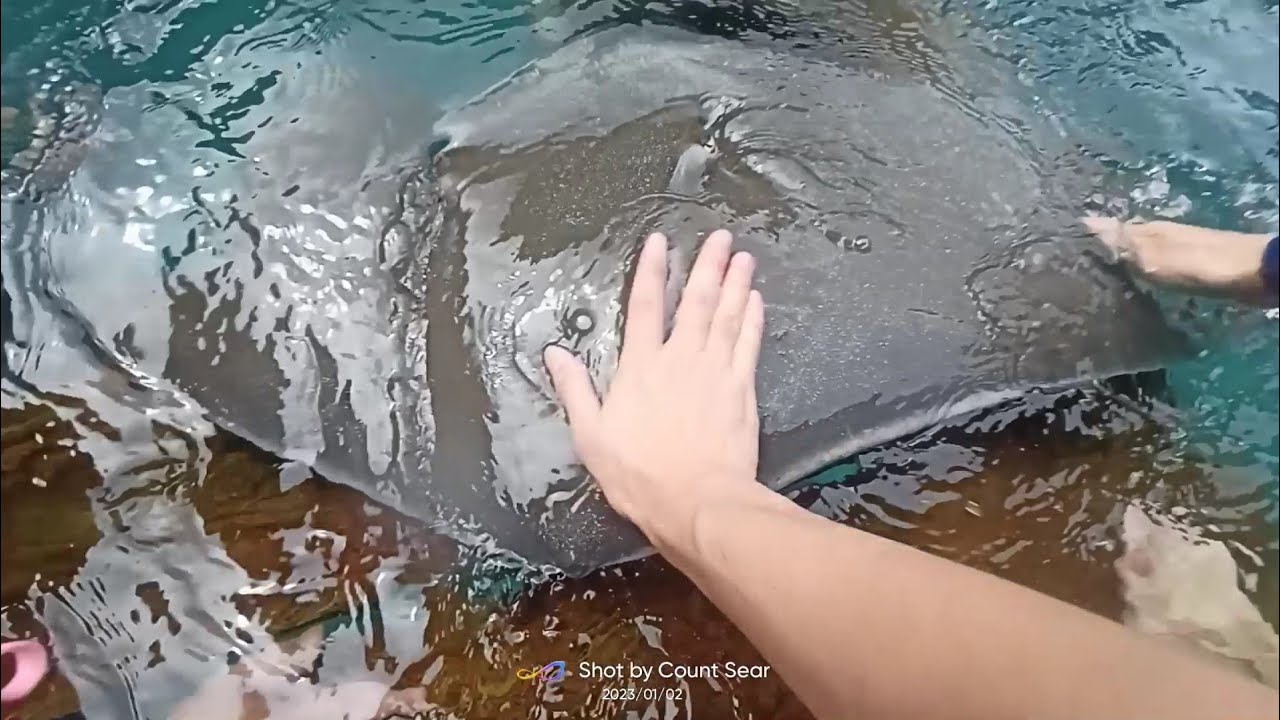 Feeding the fishes ("The Count" meets the Stingrays up close ...