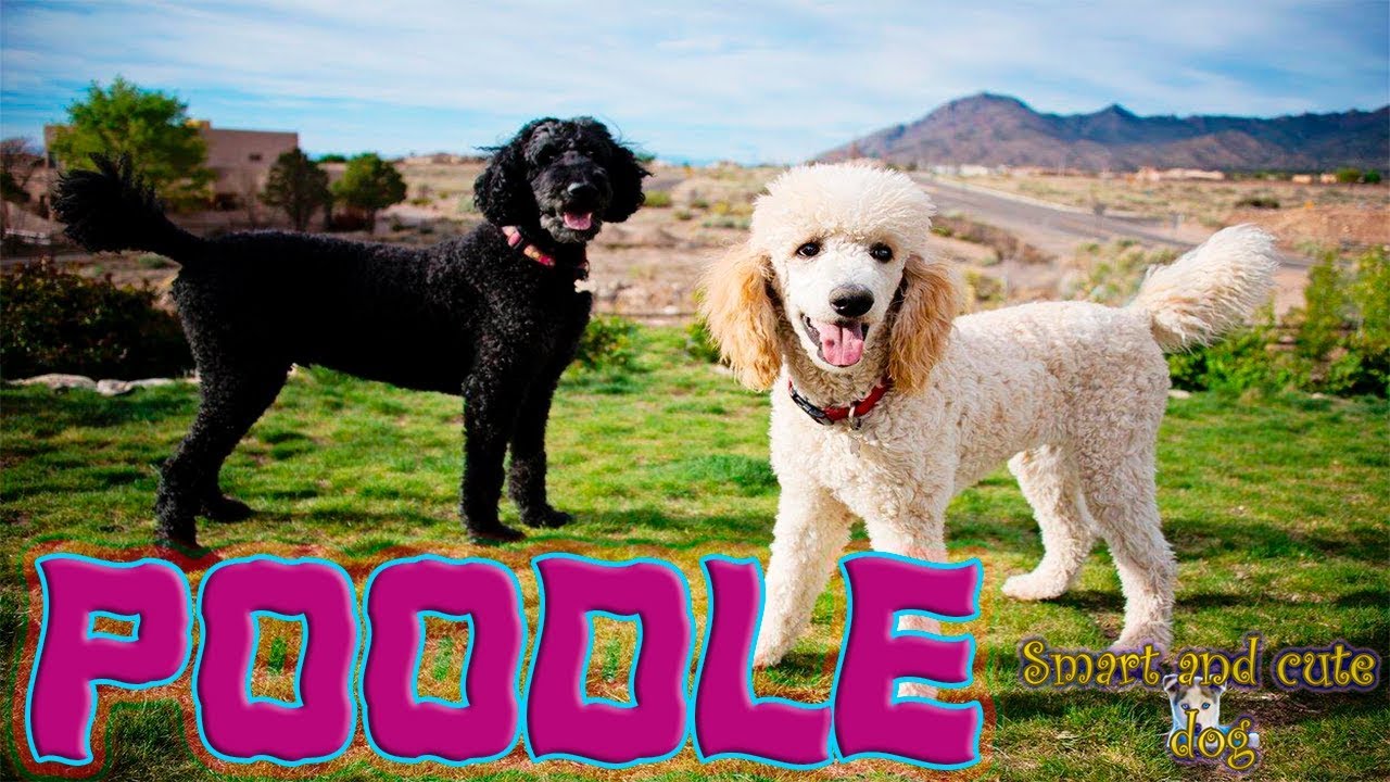 Poodle sings I love you and plays piano. Compilation - YouTube