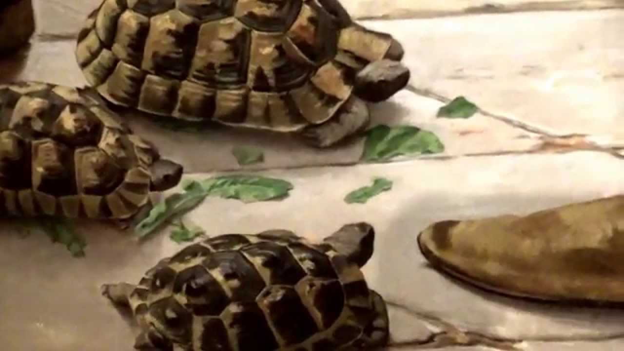 The Tortoise Trainer - Osman Hamdi Bey - YouTube