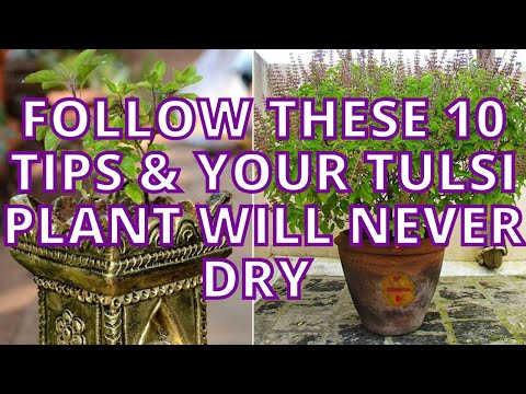 How To Care For Holy Basil Plant