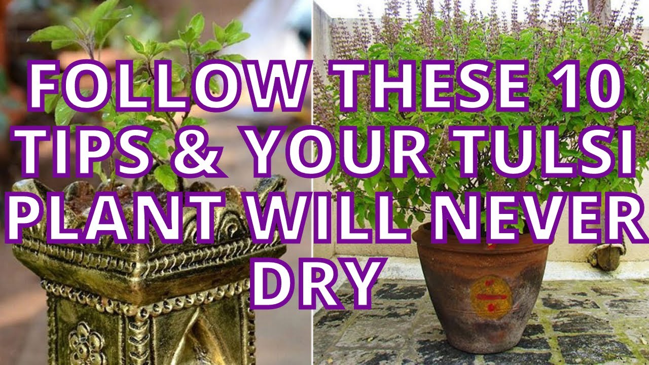 Follow 10 tips and your Tulsi Plant will never dry - YouTube