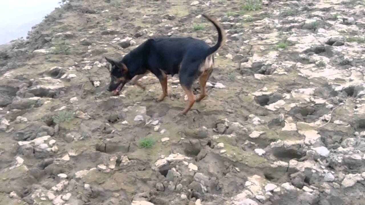 Phu Quoc Dog Vietnam's National - YouTube