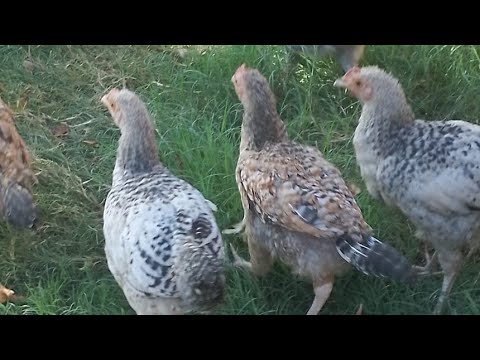mum Elly  vlogs is... live Good morning