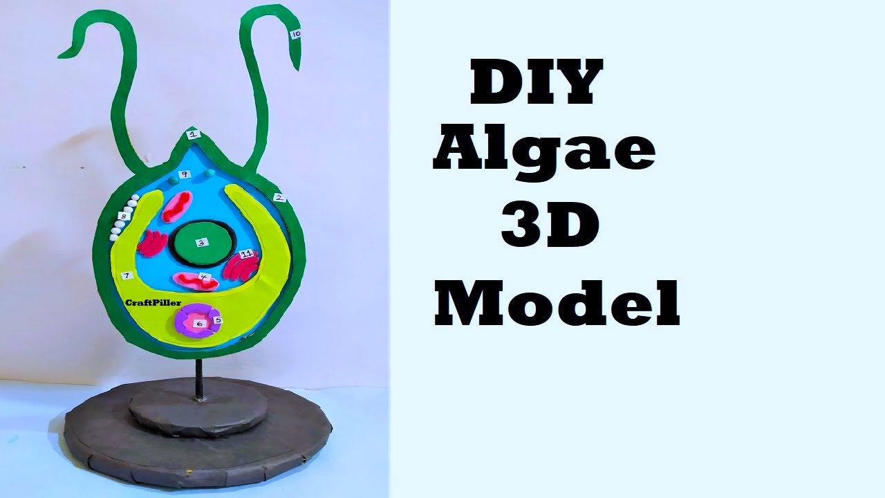 algae 3d cell model for science project | craftpiller - YouTube