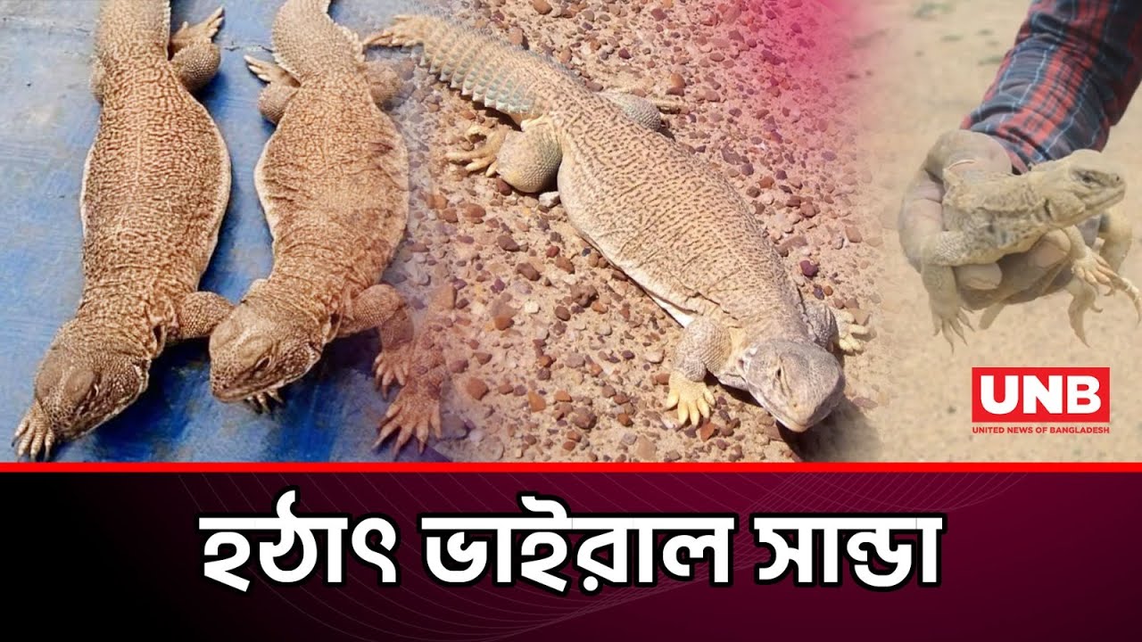 সান্ডা লিজার্ড: ভাইরাল মিমের বিস্ময়কর প্রাণী | Sanda Lizard | UNB ...