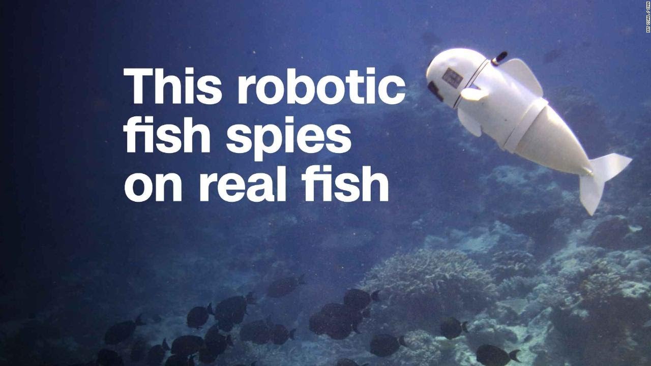 WOW: A Robotic Surveillance Spy FISH! Insects and Birds Too! - YouTube