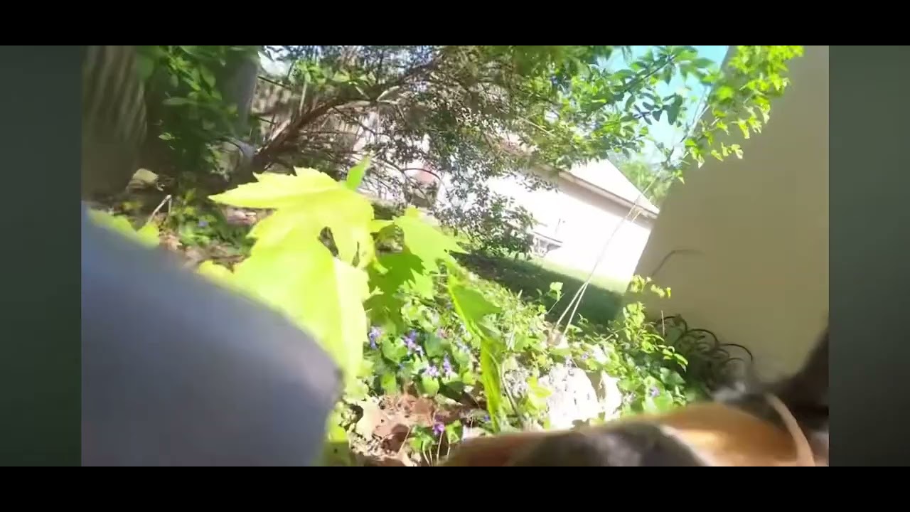 My dog steals my GoPro - YouTube