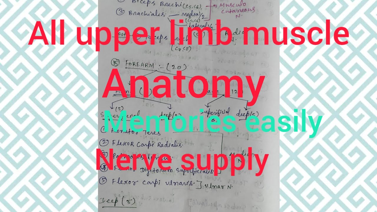 nerve supply of all upper limb muscle#anatomy ll memories easily ...
