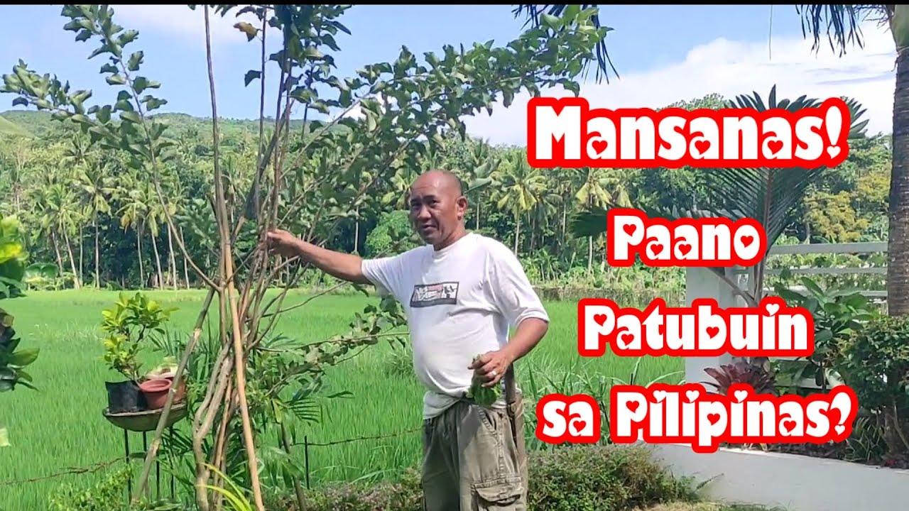 Mansanas...Paano Patubuin sa Pilipinas? | Looc, Romblon - YouTube