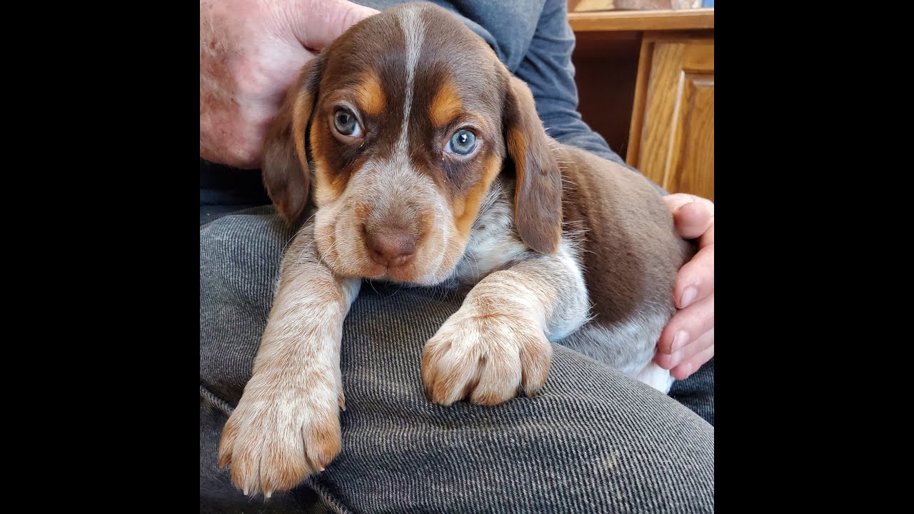 Awesome CHOCOLATE TICKED MALE BEAGLE PUPPY #747 - YouTube