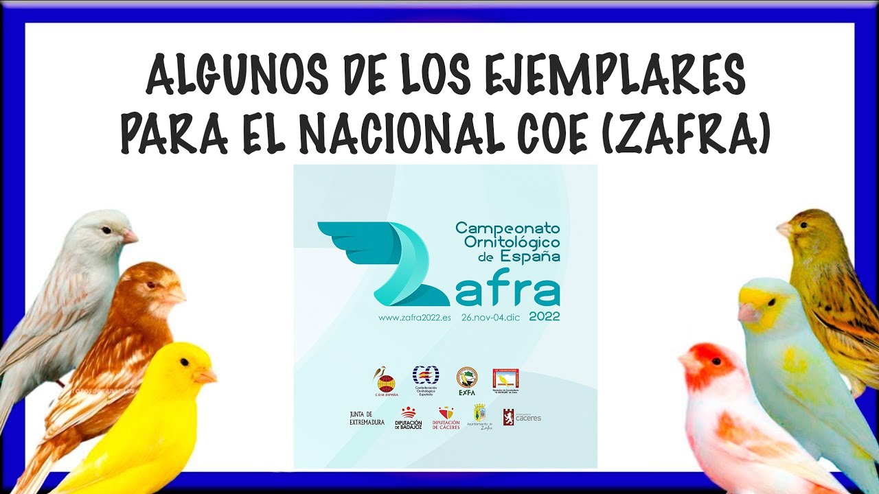 ALGUNOS DE LOS🐥EJEMPLARES PARA EL NACIONAL COE (ZAFRA) - YouTube