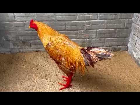 Fb Phirun heang / 30kg - YouTube