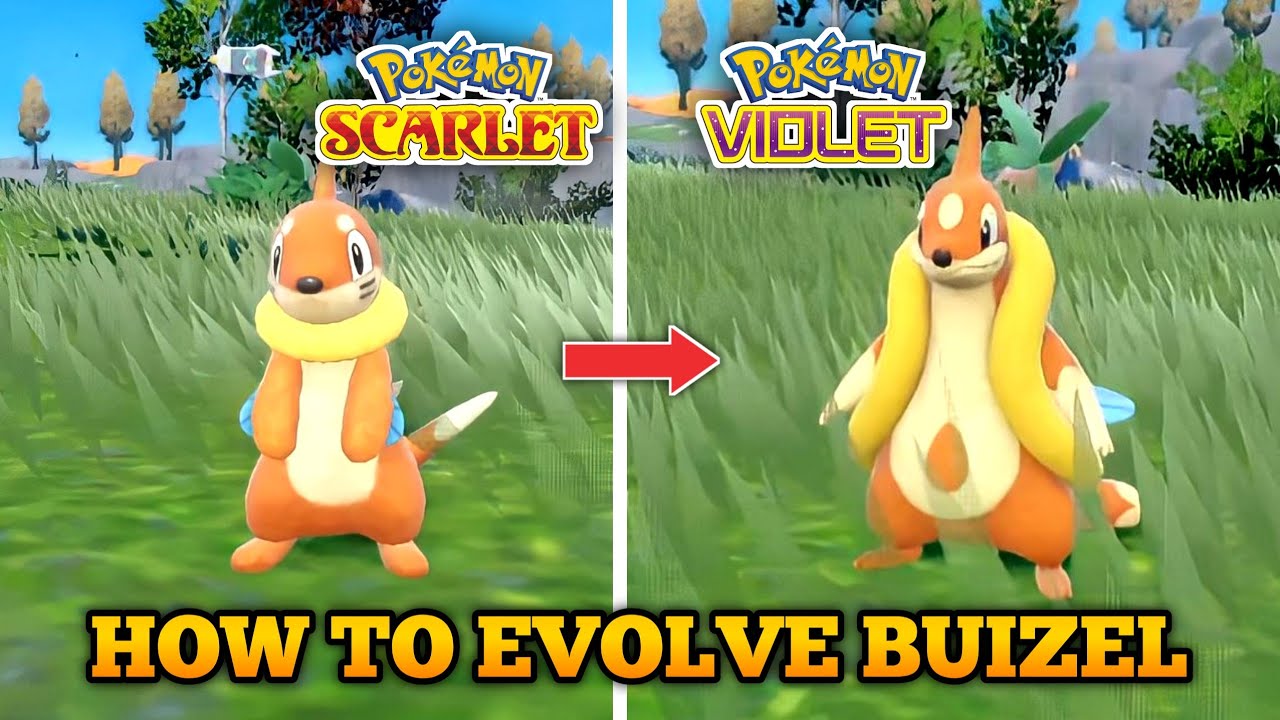 How To Evolve Buizel Into Floatzel In Pokemon Scarlet and Violet - YouTube
