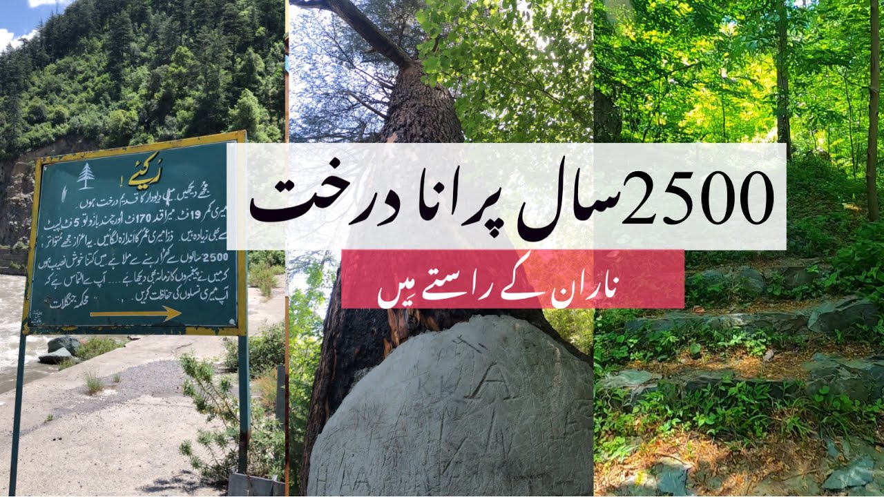 2500 Years Old Historical Tree In Naran Kaghan Valley - YouTube