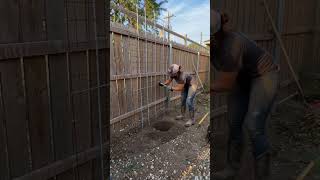 How to Plant & Train Climbing Roses Against a Fence | Easy DIY Garden Makeover 🌿
