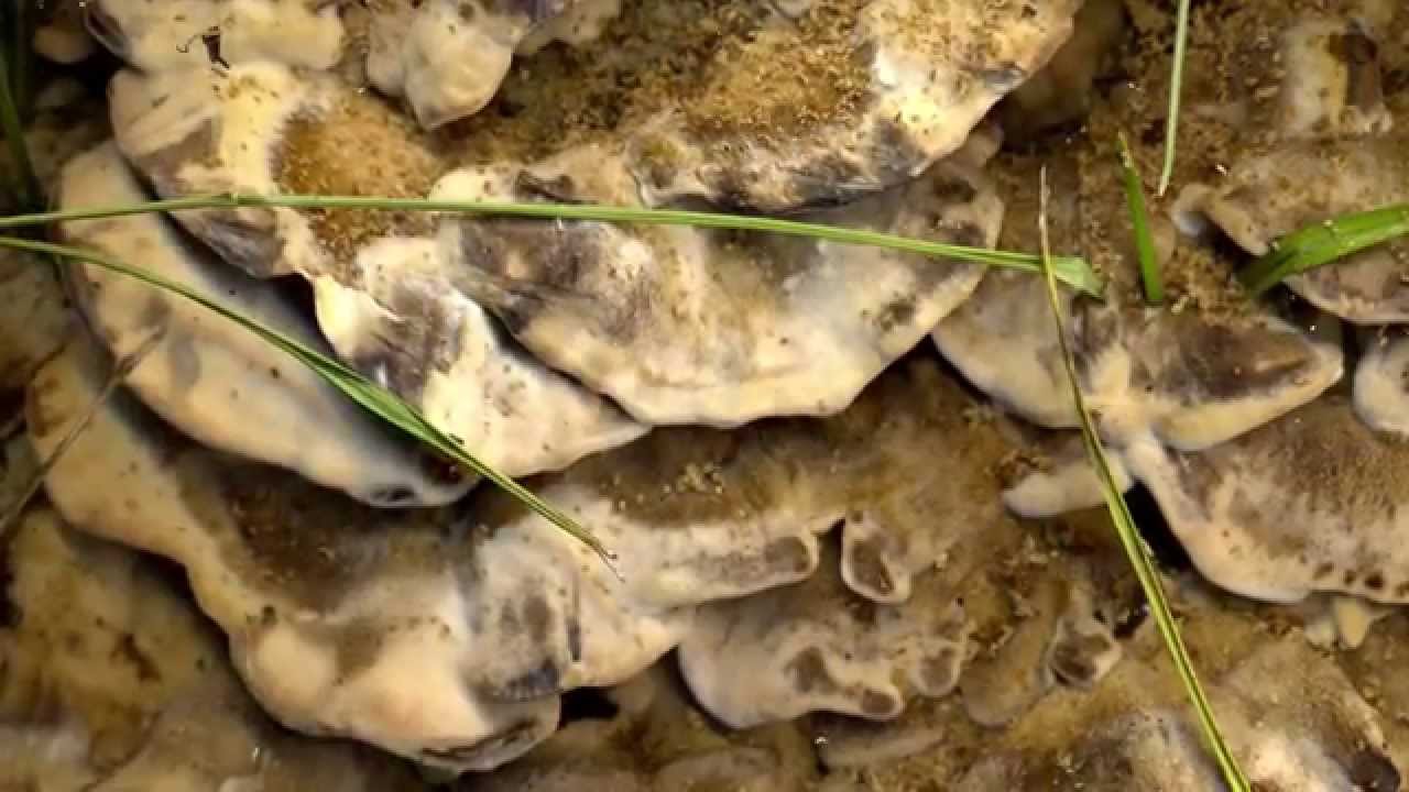 Bjerkandera sp - YouTube