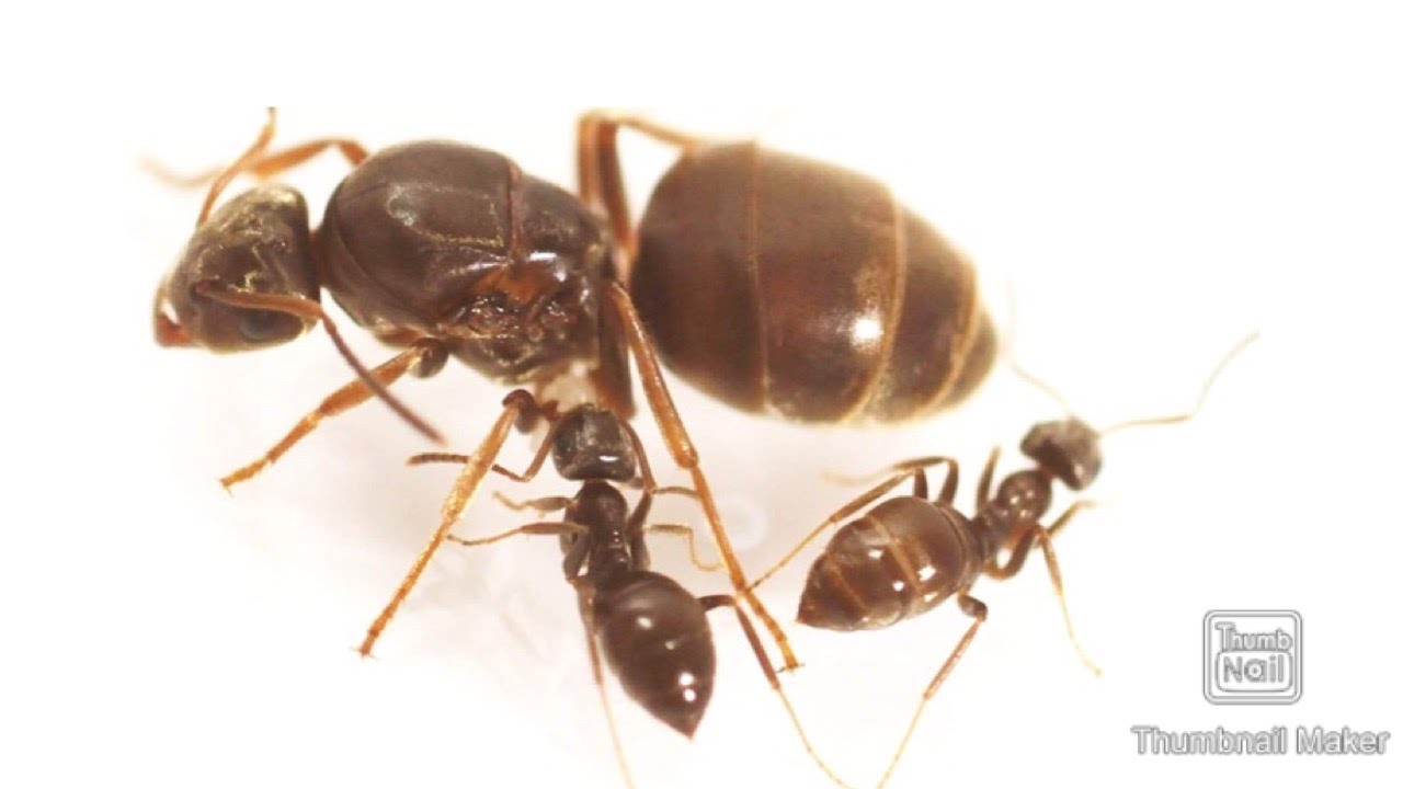 queen Ant timelapse - YouTube