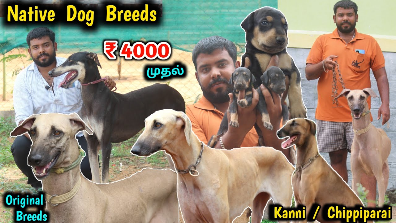 Kanni Dog