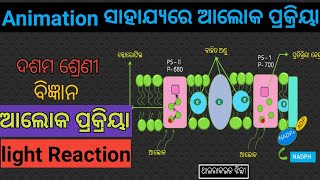 10th class light reaction in odia //light reaction of p... | Doovi