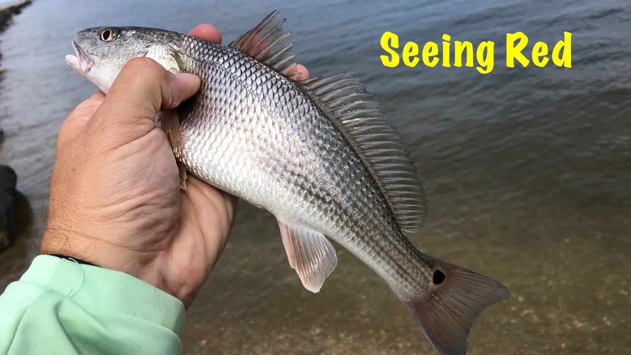 Catching puppy drum (redfish) - YouTube