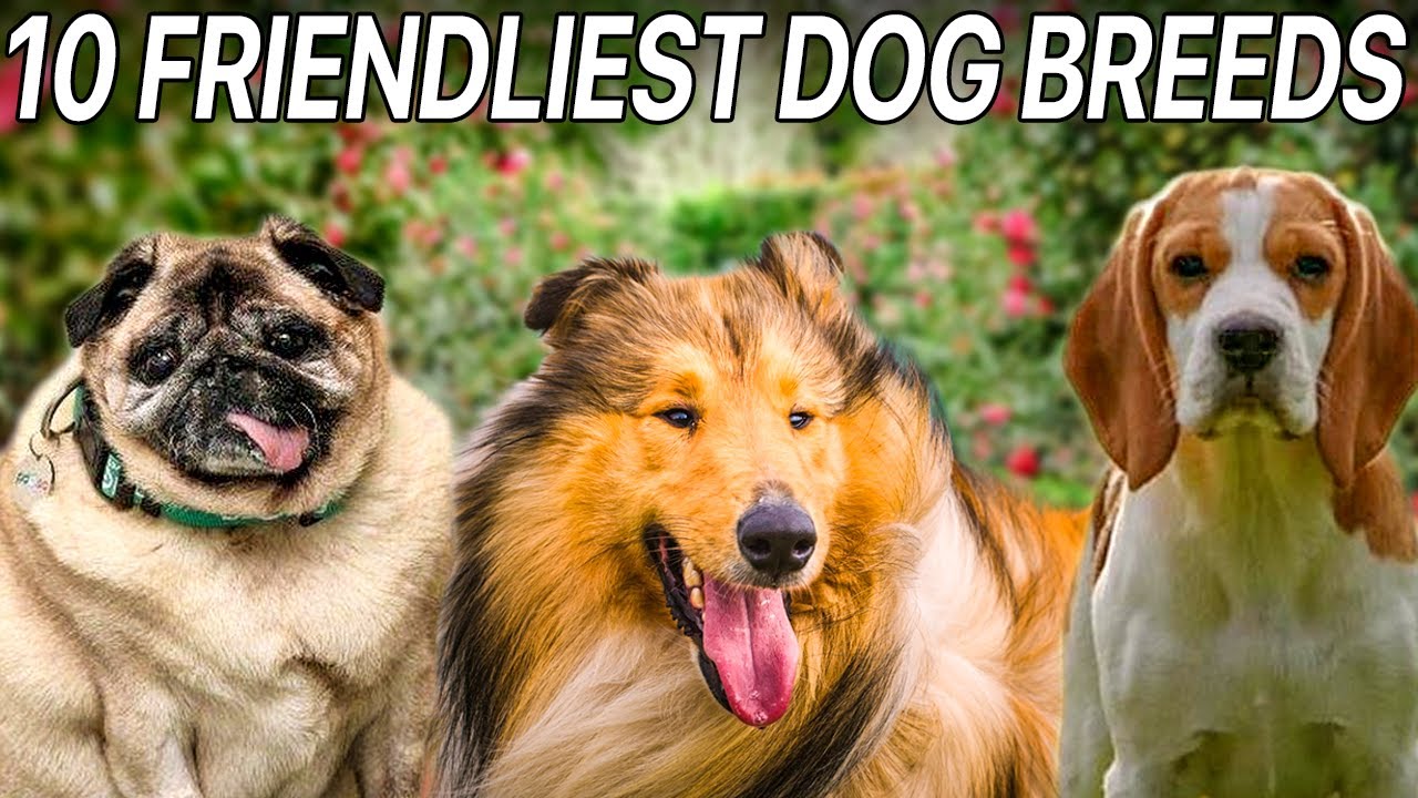 Top 10 Child Friendly Dog Breeds
