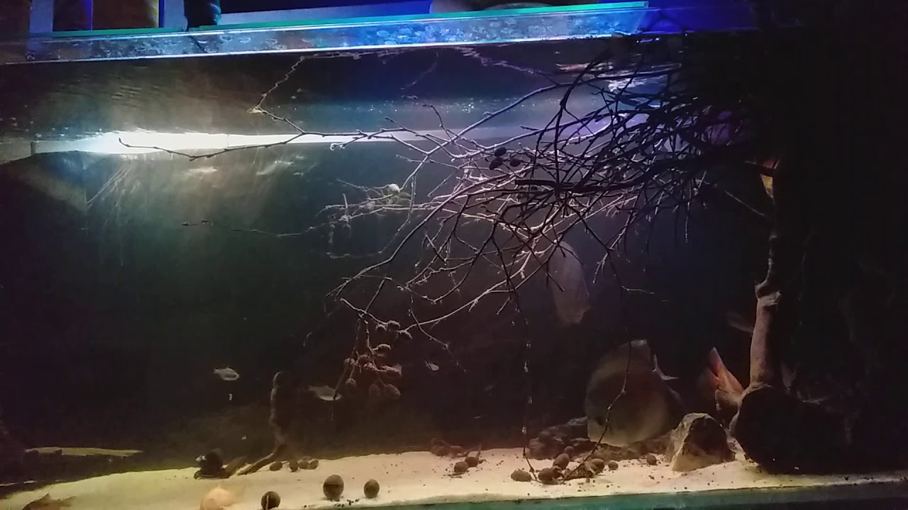 Black water discus set up - YouTube