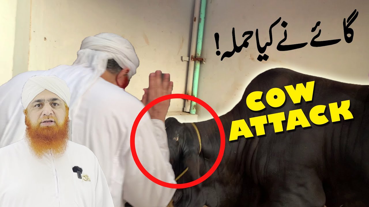 Cow Attack on Haji Imran Attari || cow mandi || #attack # ...